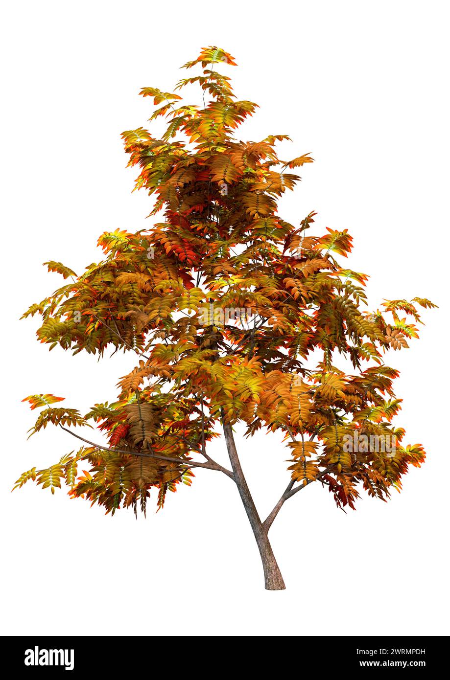 3D rendering of a sumac or sumach tree isolated on white background ...