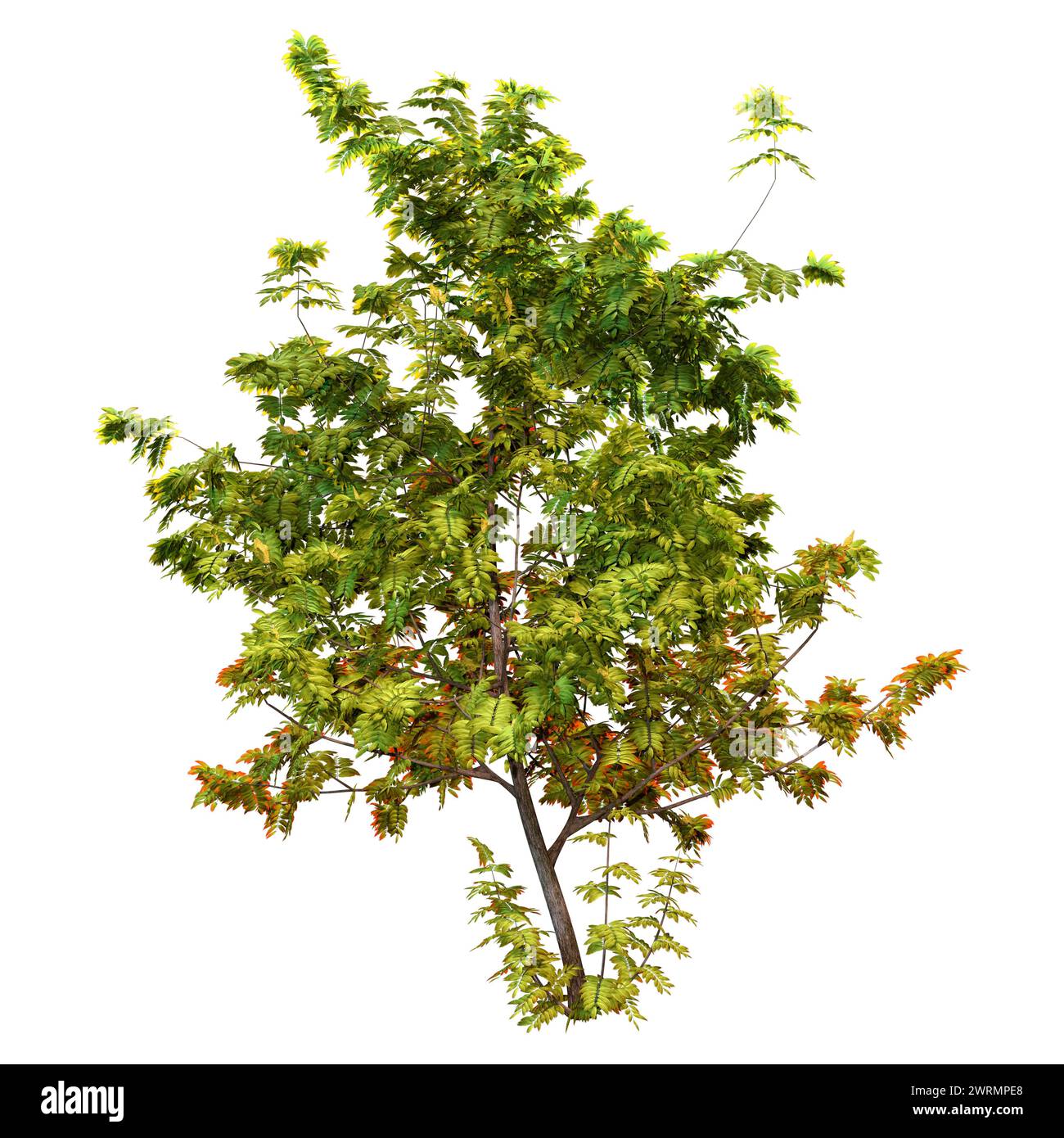 3D rendering of a sumac or sumach tree isolated on white background ...