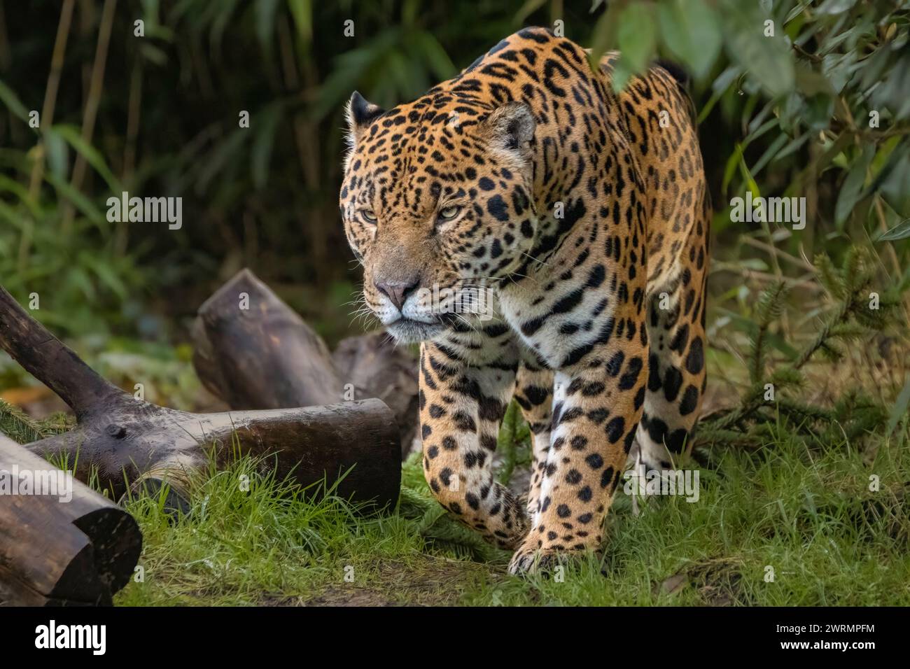 Male jaguar prowling Stock Photo - Alamy