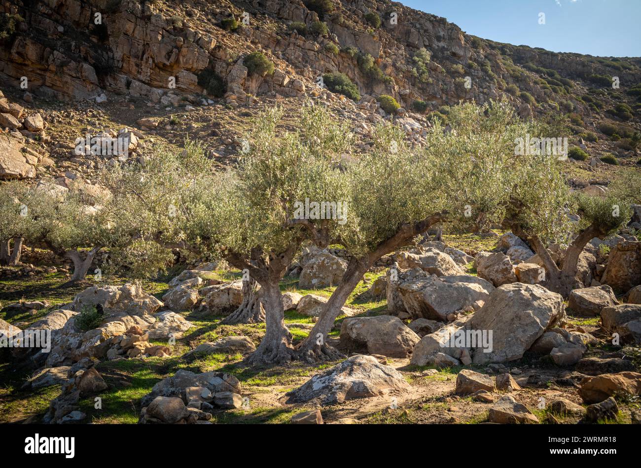 An ancient olive grove in the ruined hilltop Berber village called ...