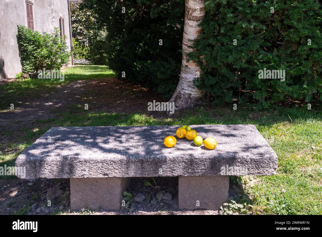 A stone bench with lemons in a garden with a hedge and a tre in the ...