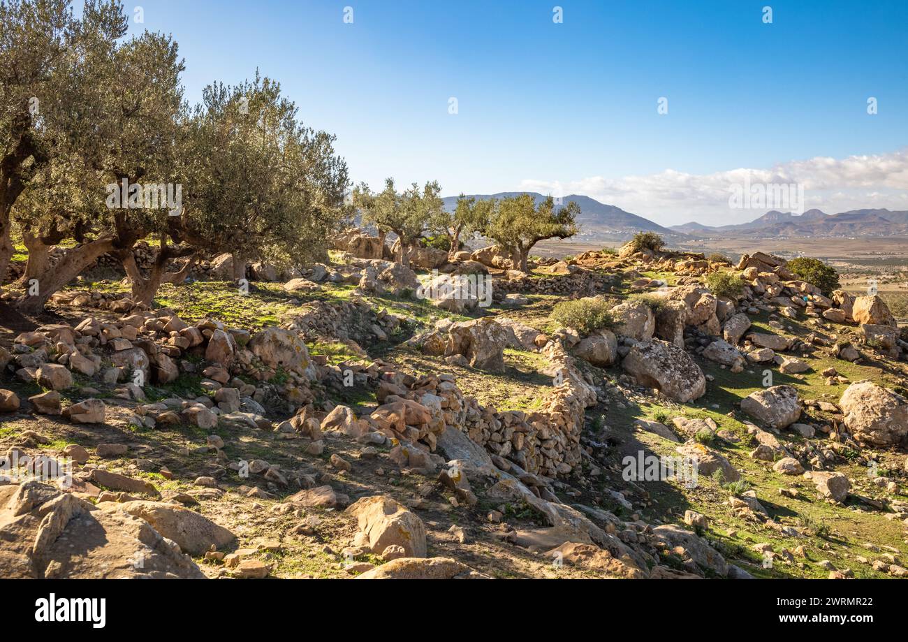 An ancient olive grove in the ruined hilltop Berber village called ...