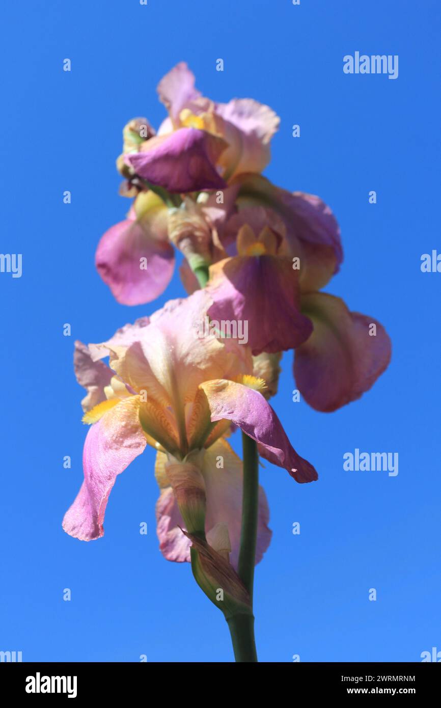 Sweet iris hi-res stock photography and images - Alamy