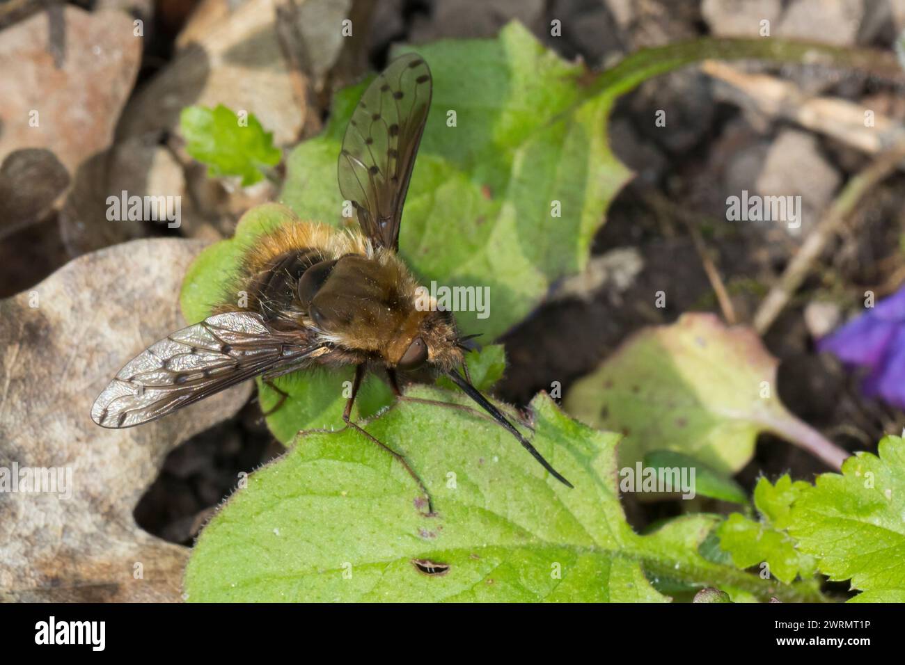 Dotted bee flies hi-res stock photography and images - Alamy