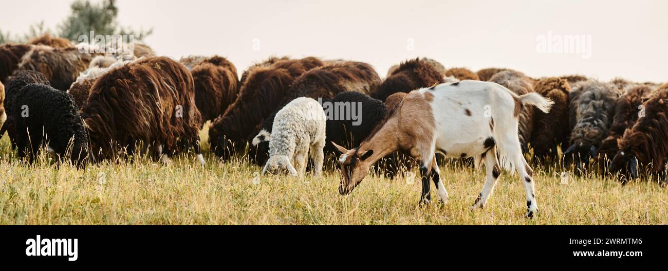 huge lively cattle of cute sheeps and goats grazing fresh weeds while ...