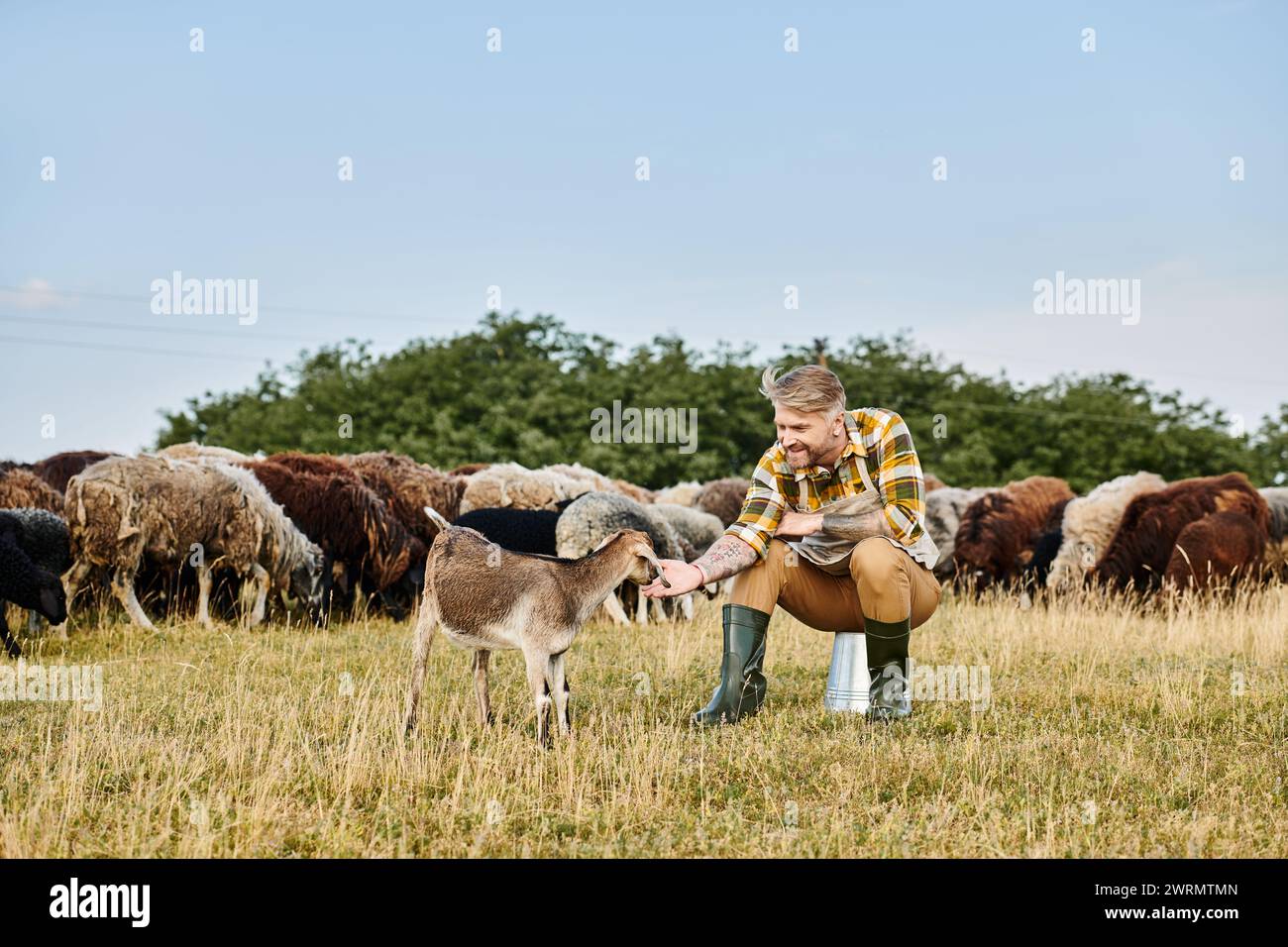 handsome joyous man with tattoos sitting and reaching funny cute goat ...