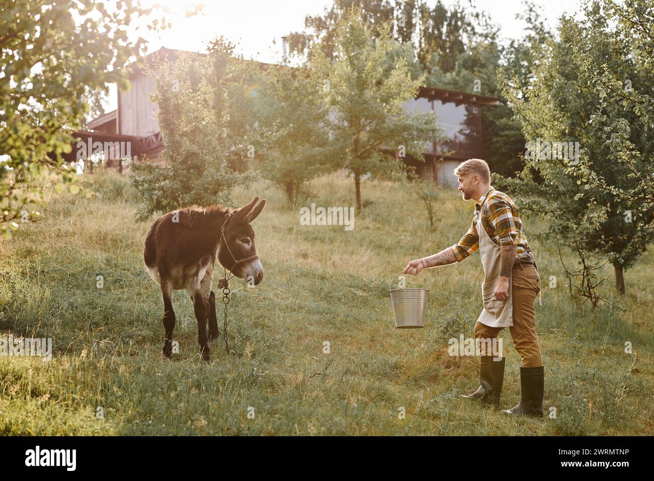 attractive bearded man with tattoos feeding funny donkey from metal ...