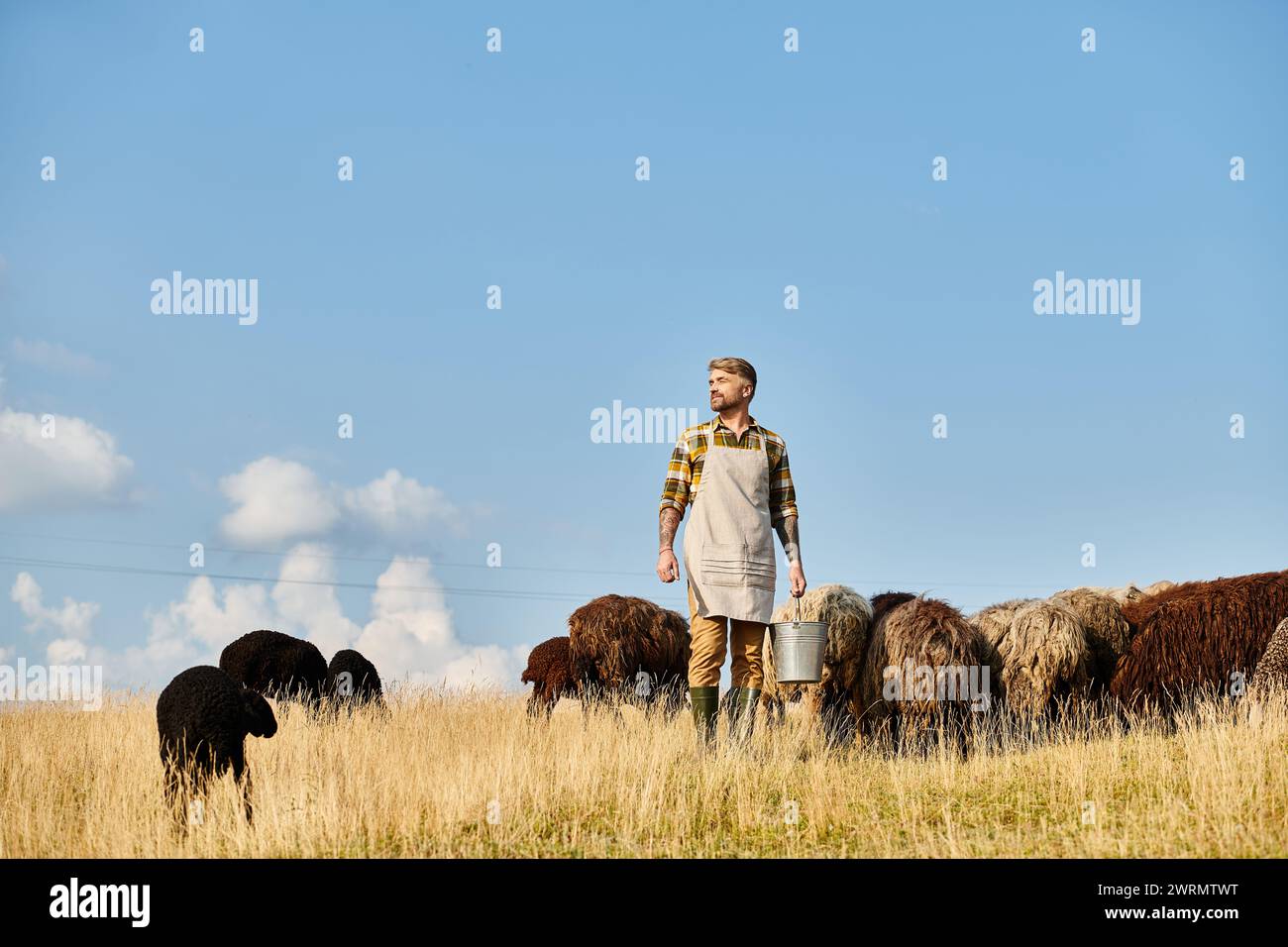 Cattle working hard hi-res stock photography and images - Alamy