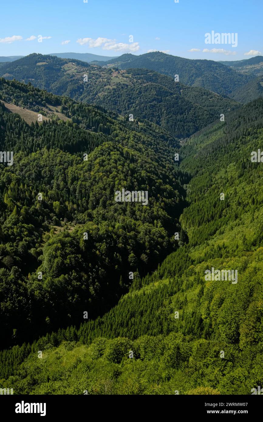 mountain forest of Izubra Valley in Nature Park Golija, South-Western ...