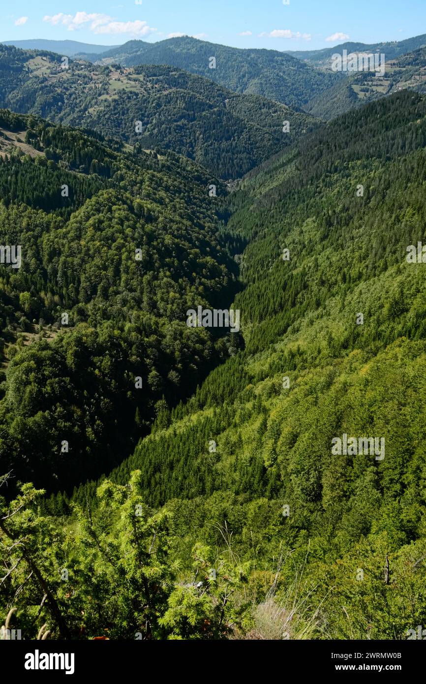 mountain forest of Izubra Valley in Nature Park Golija, South-Western ...