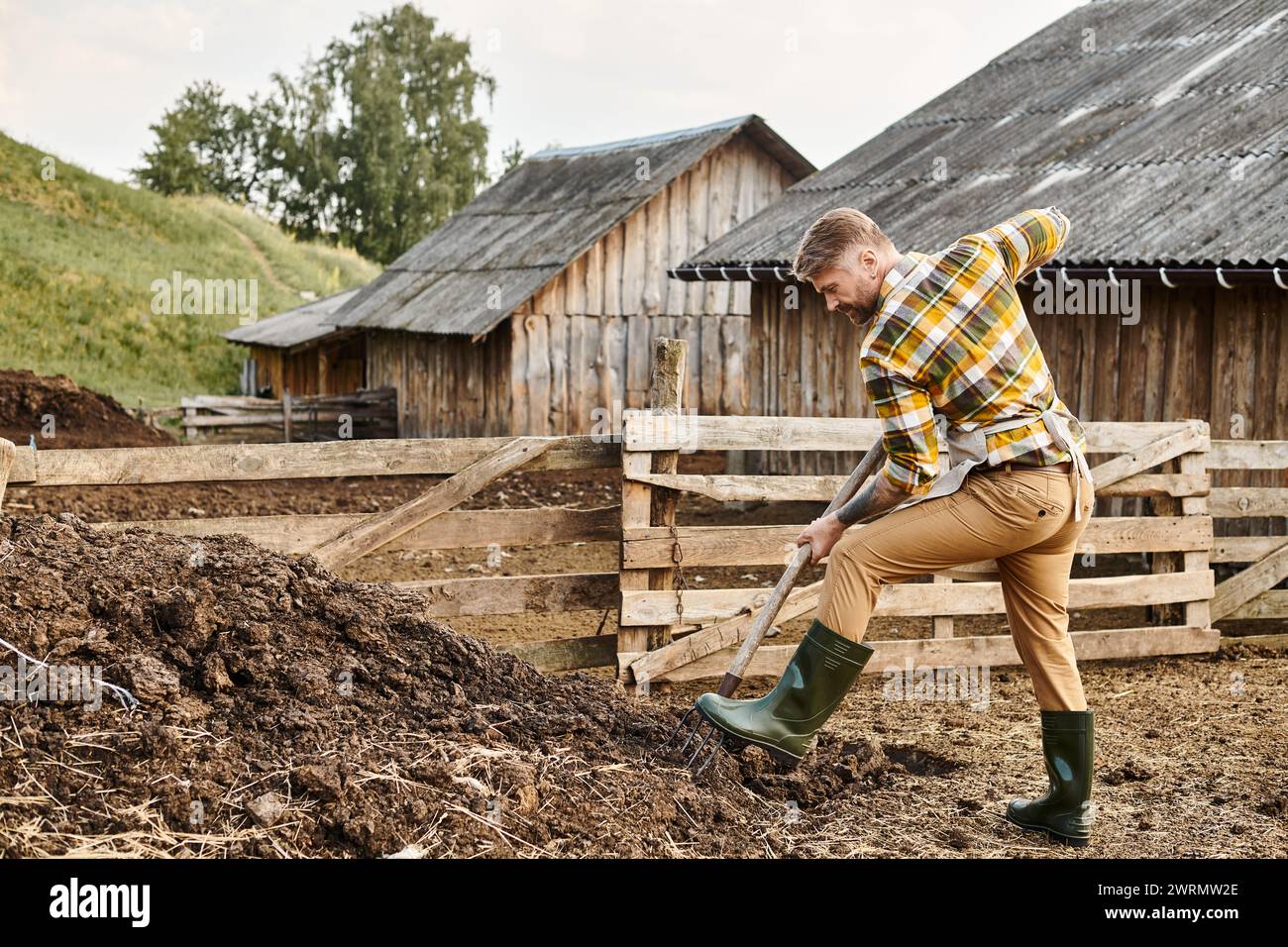 hard working attractive farmer with beard and tattoos using pitchfork ...