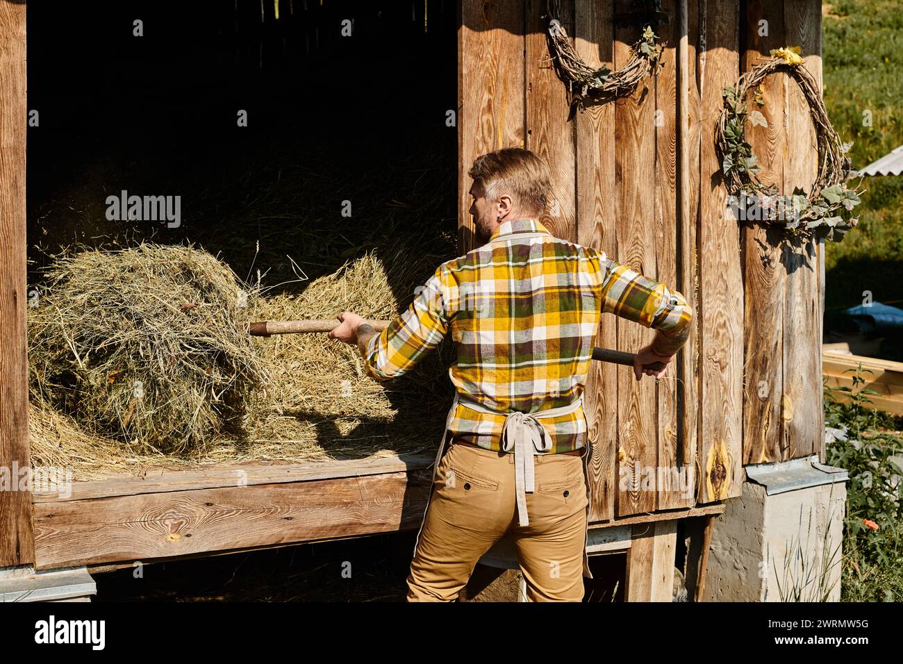 attractive dedicated farmer in casual attire using pitchfork while ...