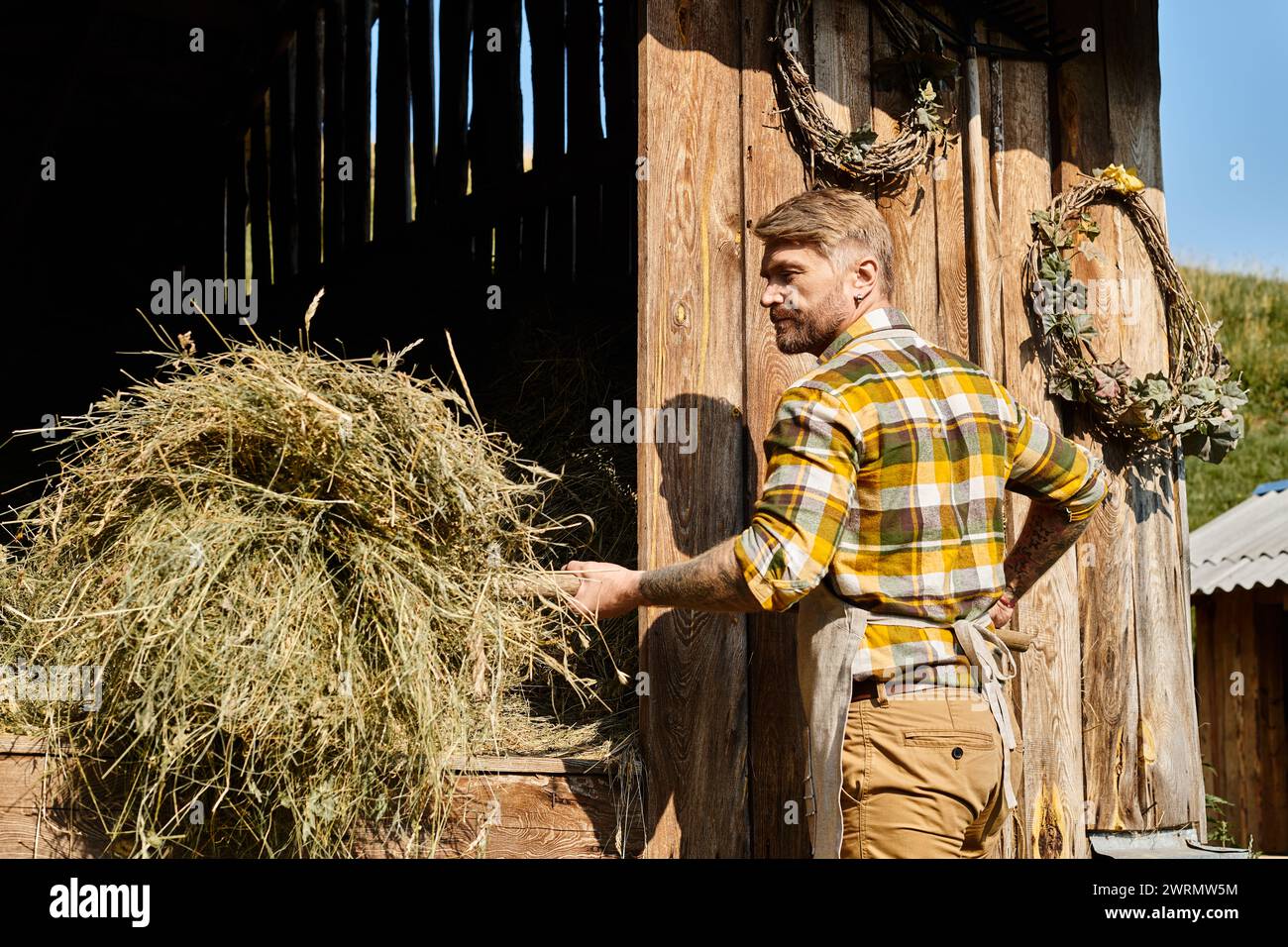 attractive dedicated farmer in casual attire using pitchfork while ...