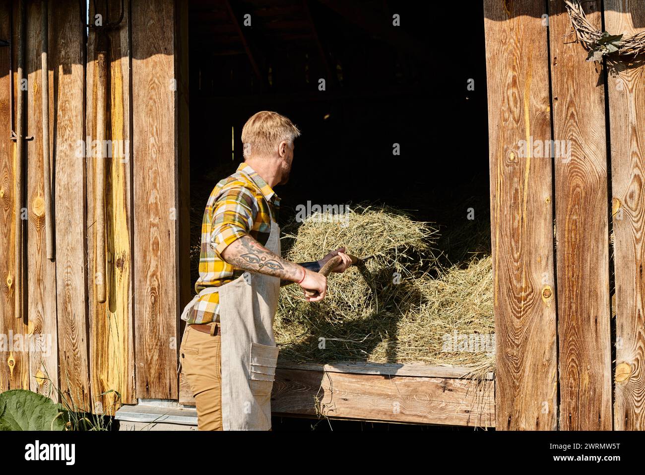attractive dedicated farmer in casual attire using pitchfork while ...