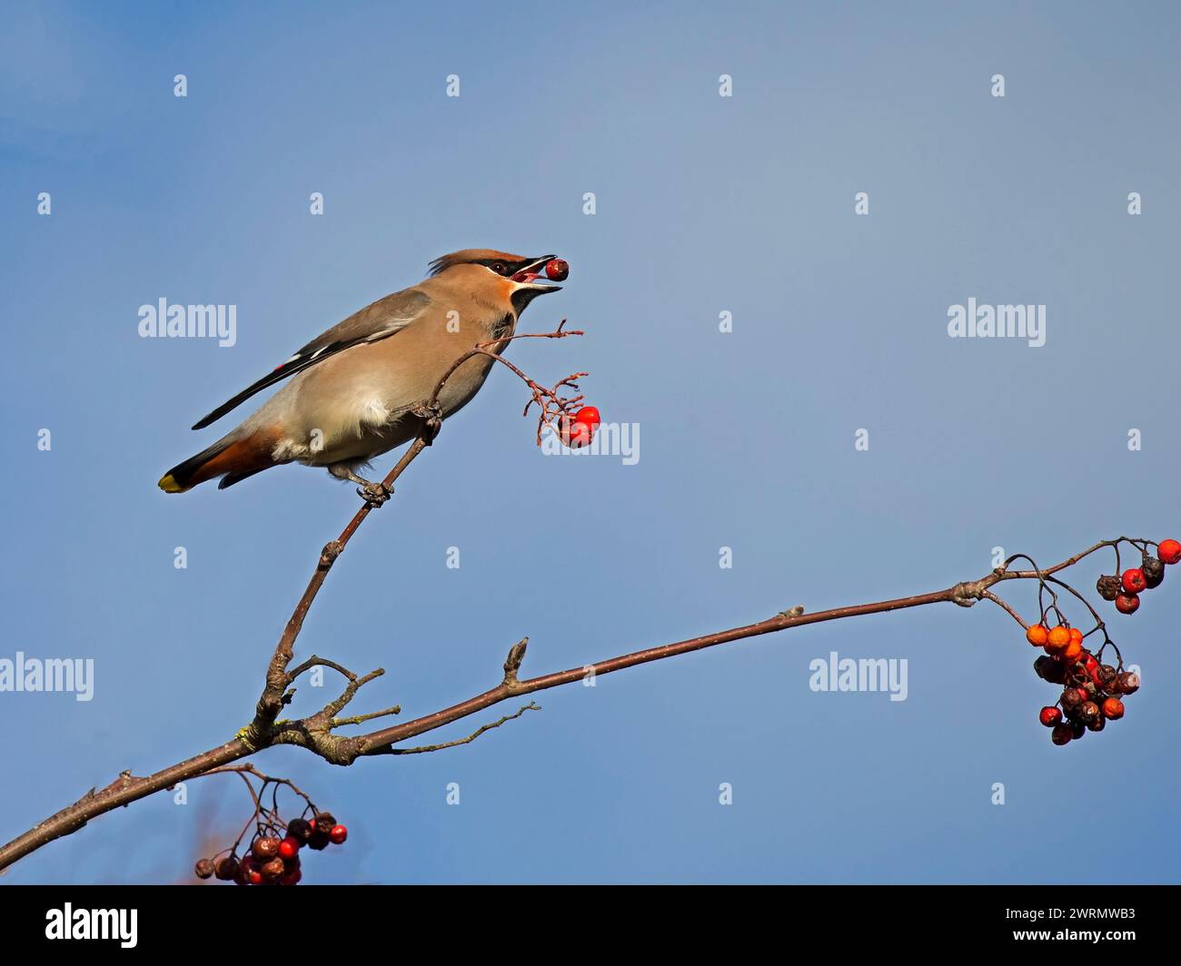 Birds beak with berry hi-res stock photography and images - Alamy