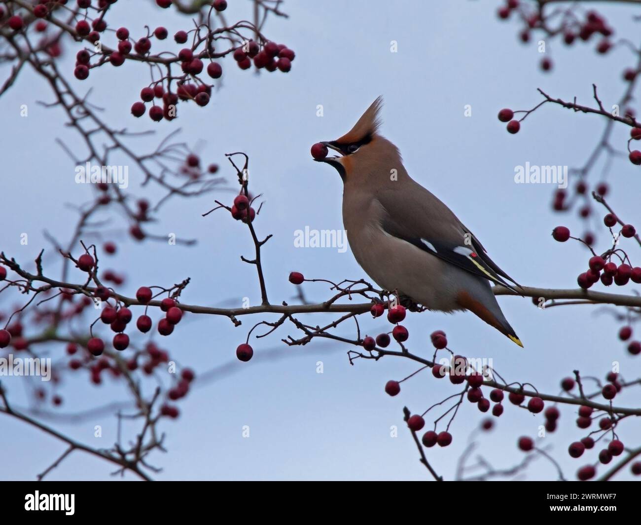 Birds beak with berry hi-res stock photography and images - Alamy