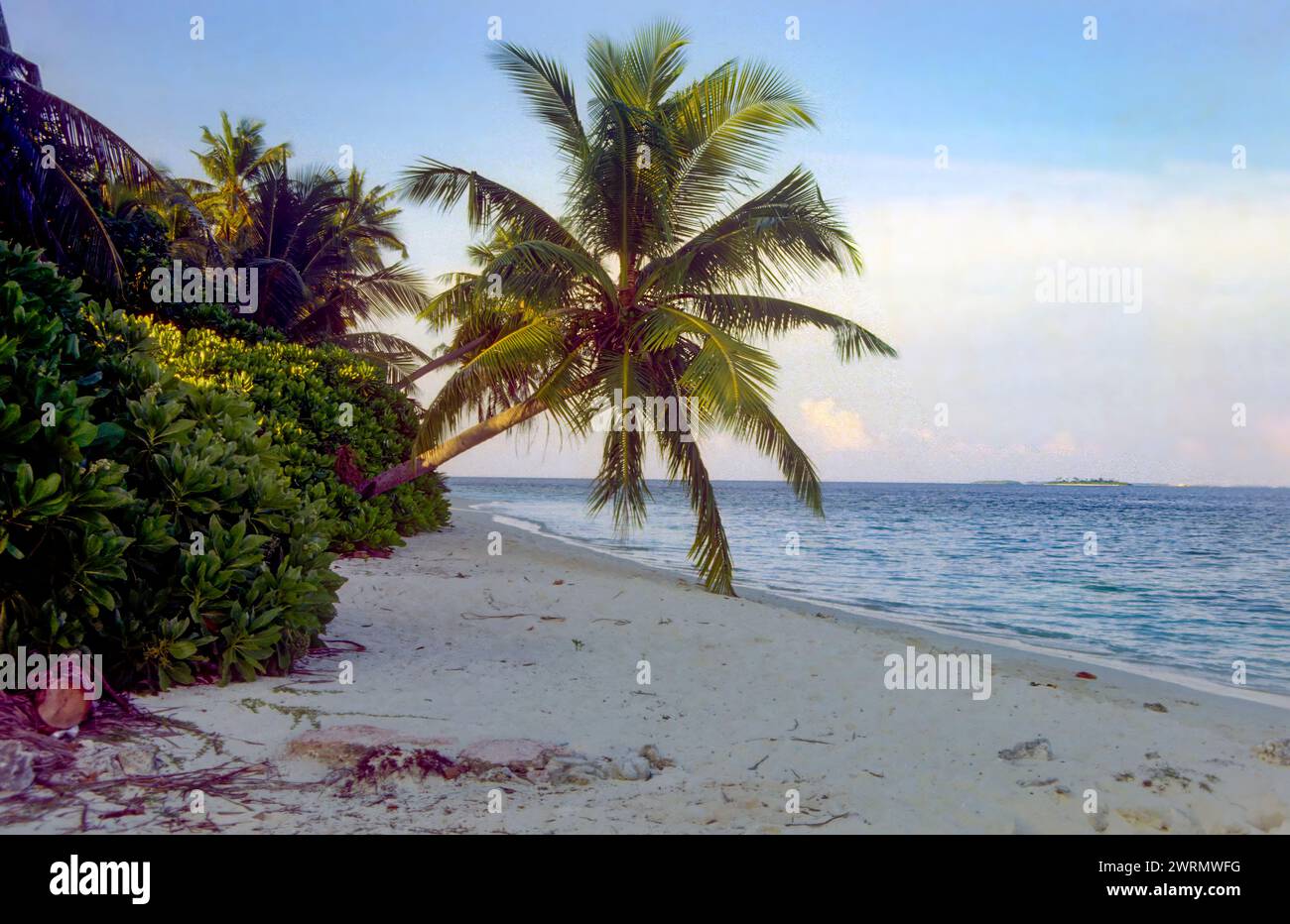 Beach with coconut palm of Kurumba Island, the Maldives, back in 1980 ...