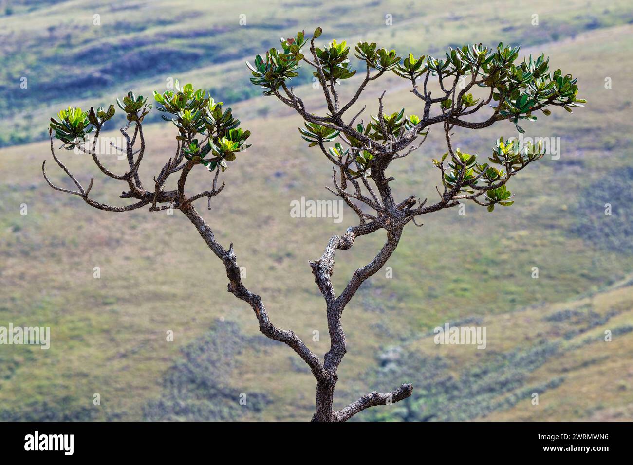 Cerrado tree, Serra da Canastra, Minas Gerais, Brazil, South America ...