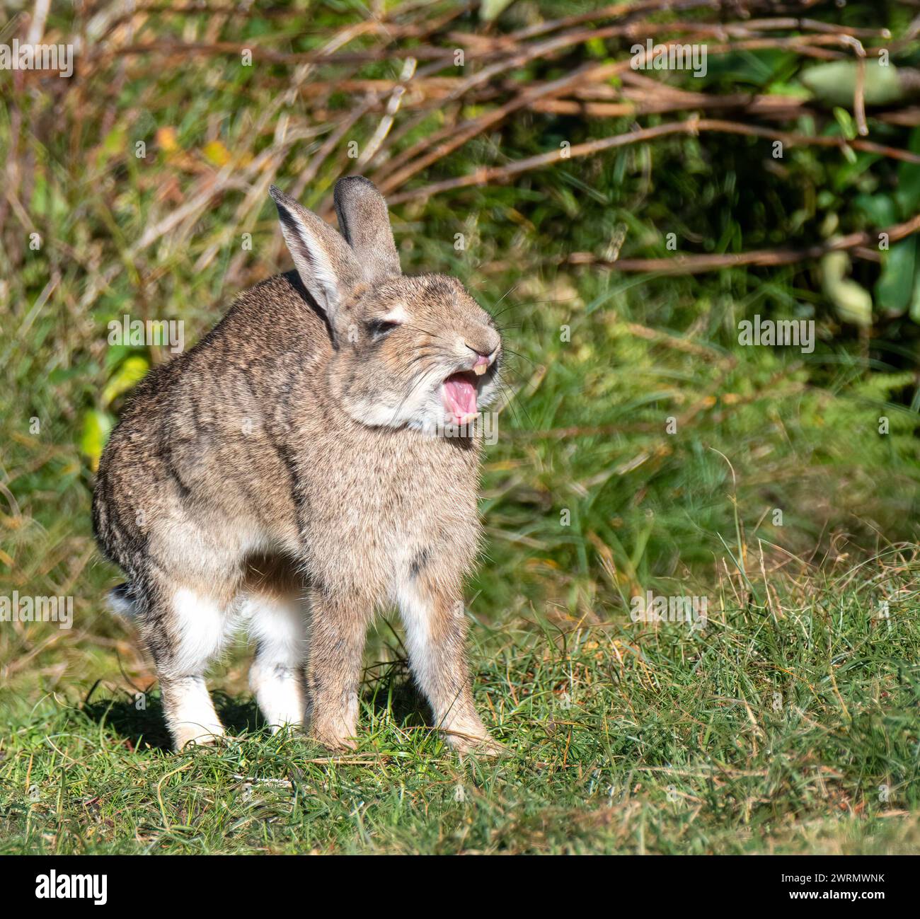 Rabbit yawn hi-res stock photography and images - Alamy