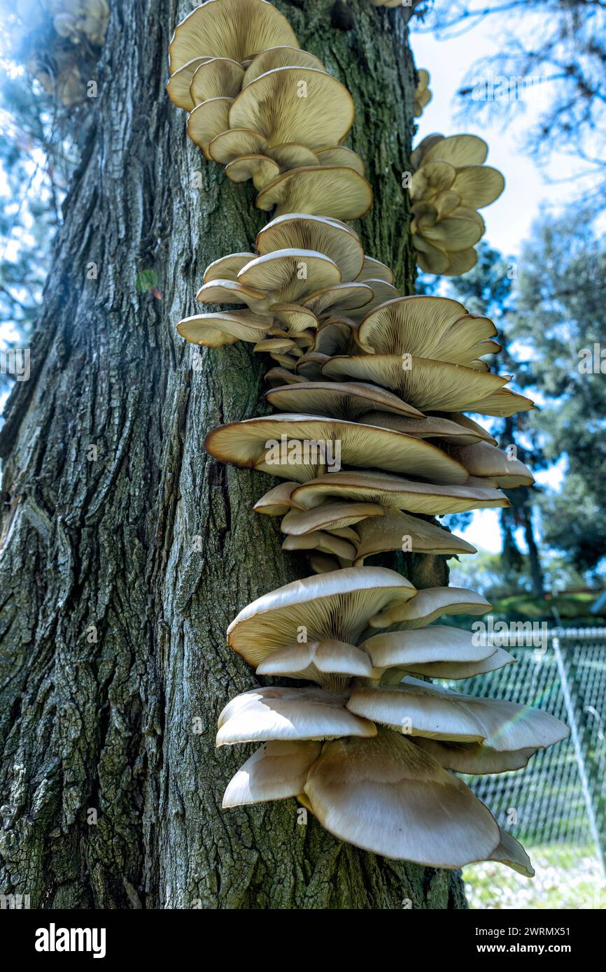 Matsutake mushrooms growing hi-res stock photography and images - Alamy