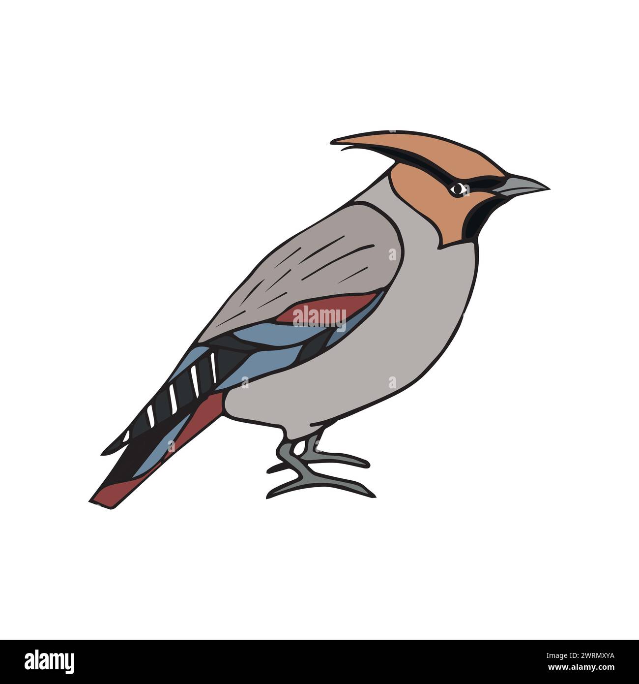 Vector hand drawn doodle sketch colored waxwing bird isolated on white background Stock Vector ...