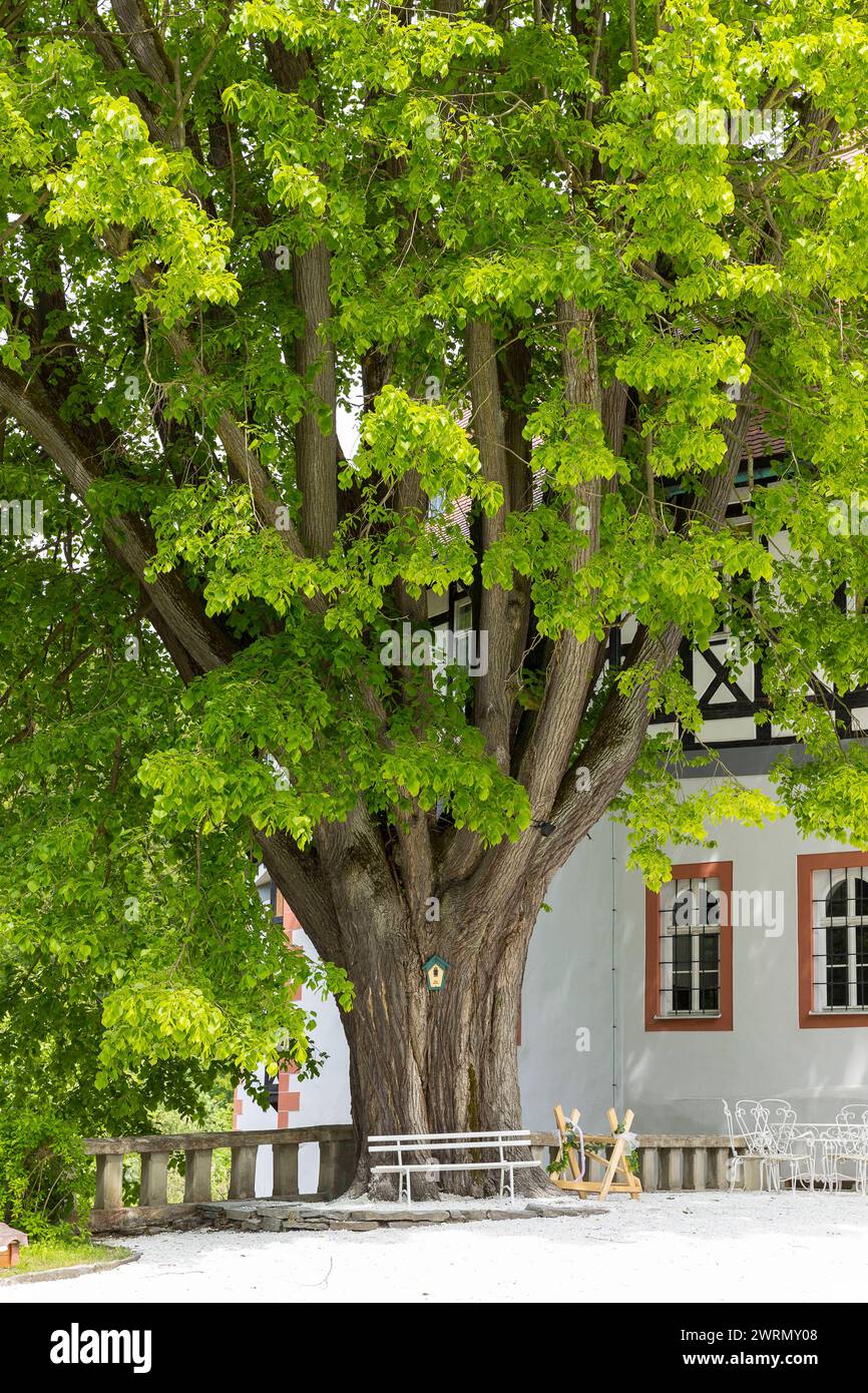 alte Linde vor dem Schloss Rauenstein, Pockau-Lengefeld, Erzgebirge ...