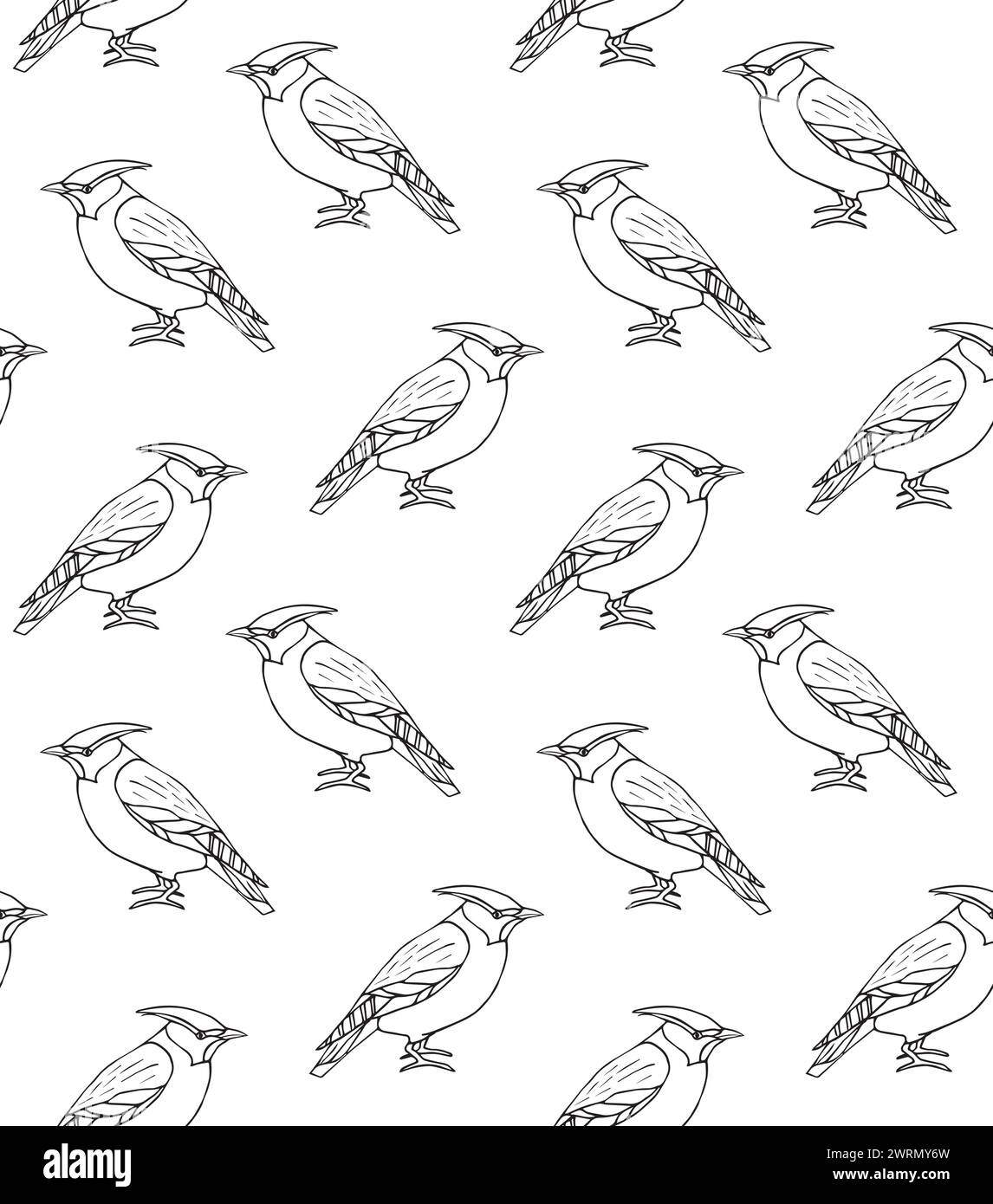 Vector seamless pattern of hand drawn doodle sketch waxwing bird isolated on white background ...