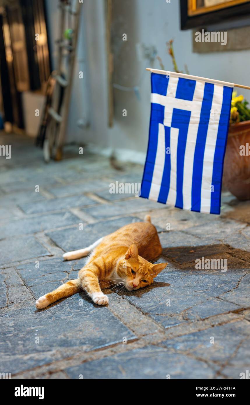 Homeless greek cat hi-res stock photography and images - Alamy