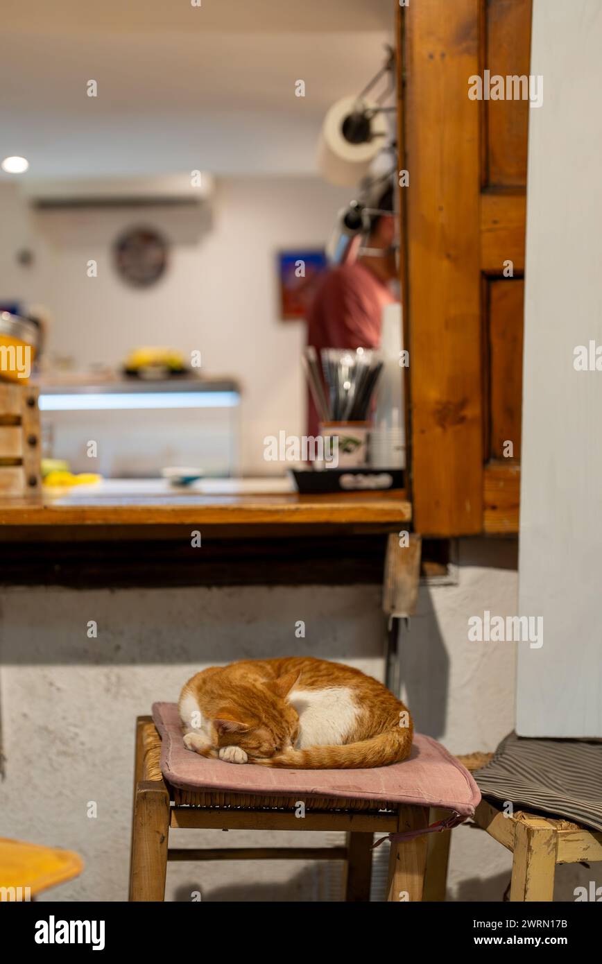 Cat sleeping on chair cafe hi-res stock photography and images - Alamy