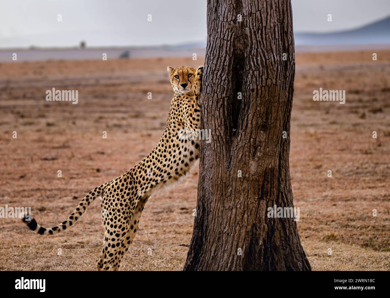 Cheetah on a trunk hi-res stock photography and images - Alamy