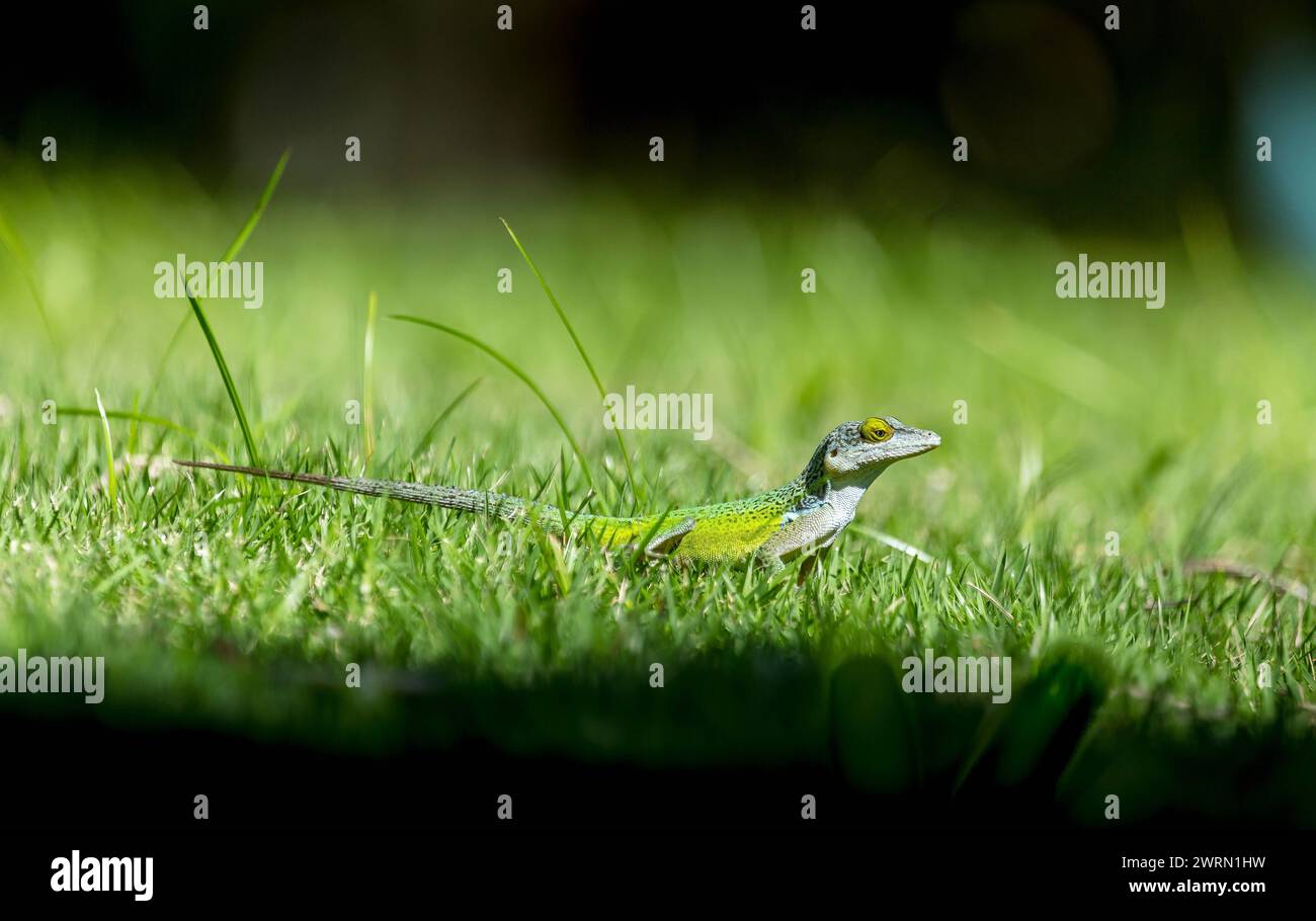 Antiguan Anole Lizard Anolis Leachii, Bermuda, North Atlantic, North ...