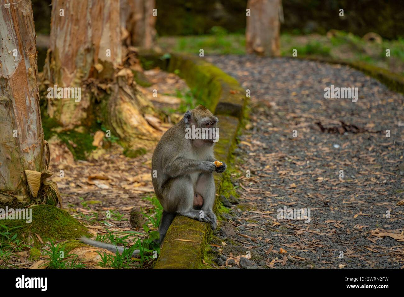 View of Mauritius Cynomolgus Monkey Crab-eating Macaque, Savanne ...