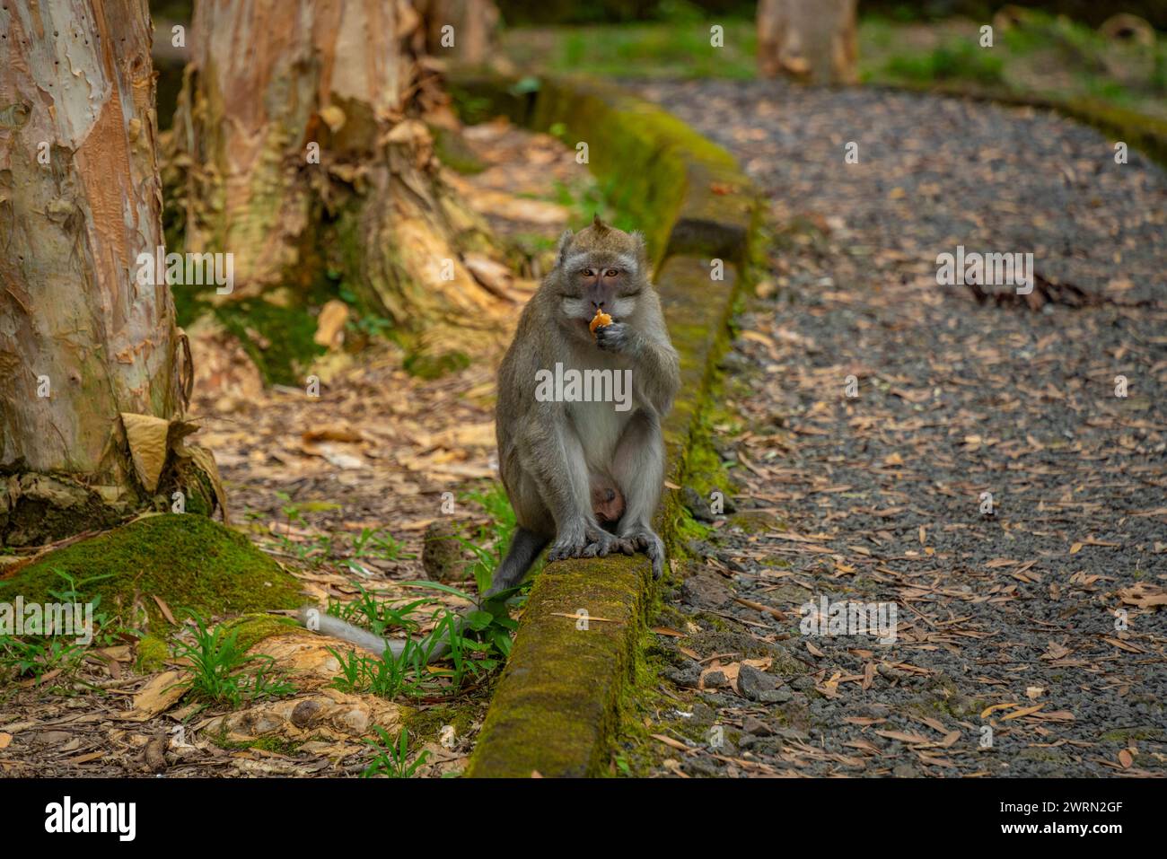 View of Mauritius Cynomolgus Monkey Crab-eating Macaque, Savanne ...