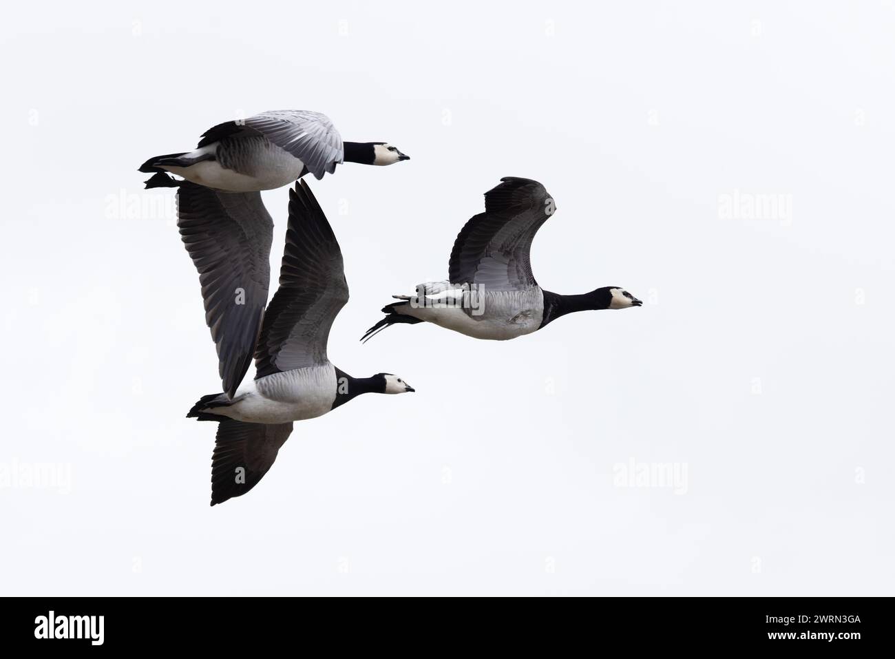 Barnacle Goose (Branta leucopsis) flying flock Minsmere Suffolk March ...