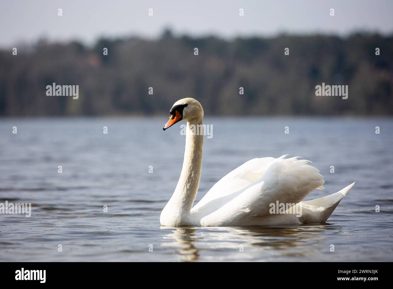 Ein Schwan am 13. März 2024 auf der Havel im Grunewald in Berlin ...
