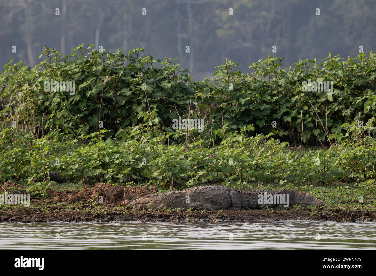 Marsh Crocodile - Crocodylus palustris, large iconic lizard from South ...