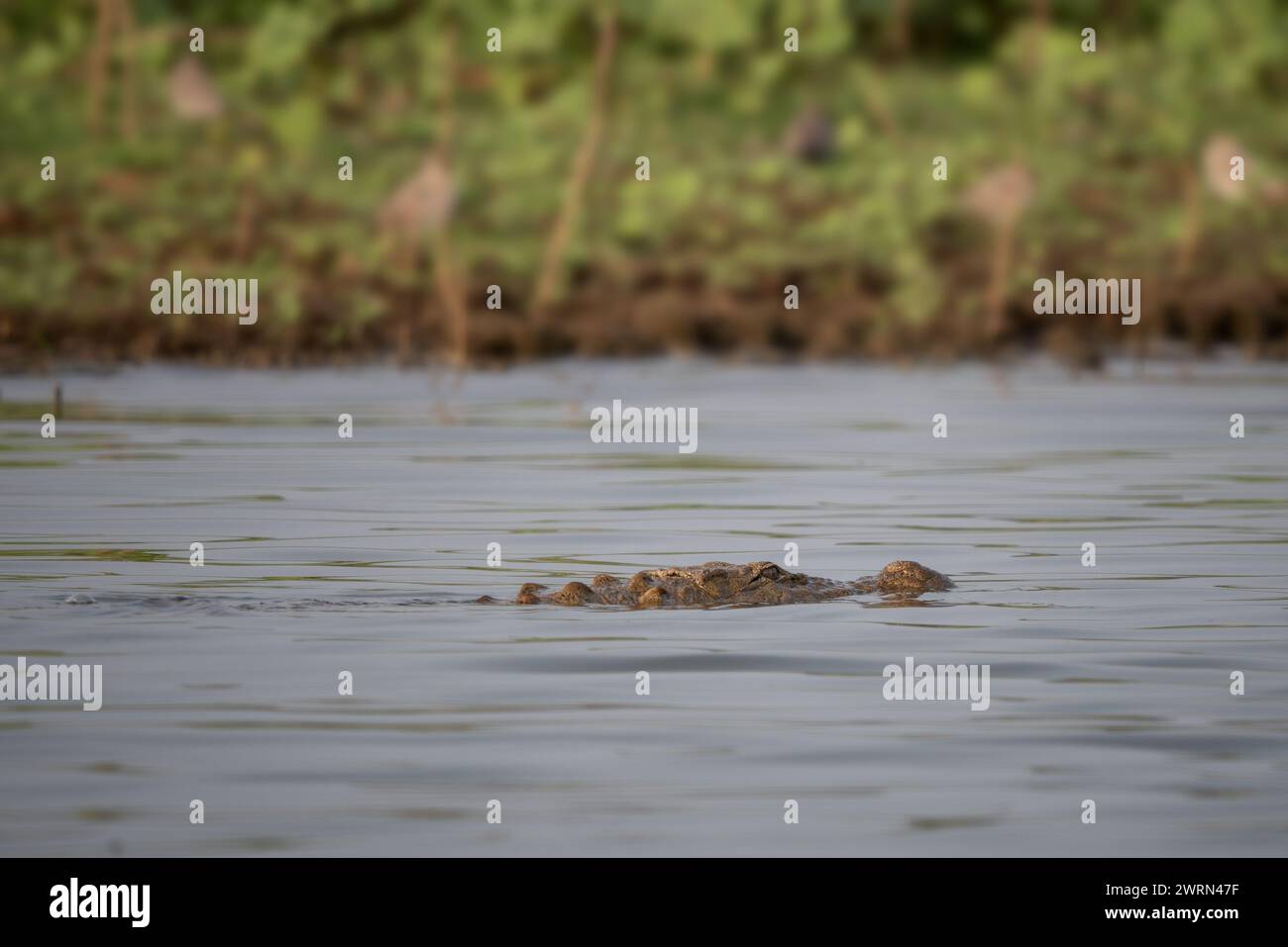 Marsh Crocodile - Crocodylus palustris, large iconic lizard from South ...