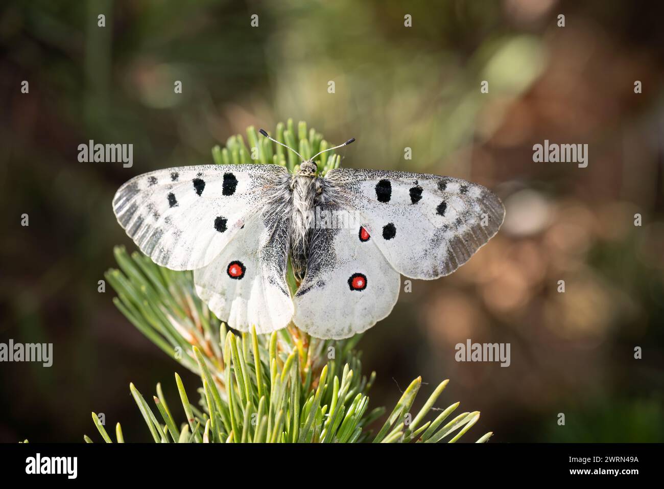 Parnassius apollo butterfly, beautiful butterfly living at high ...