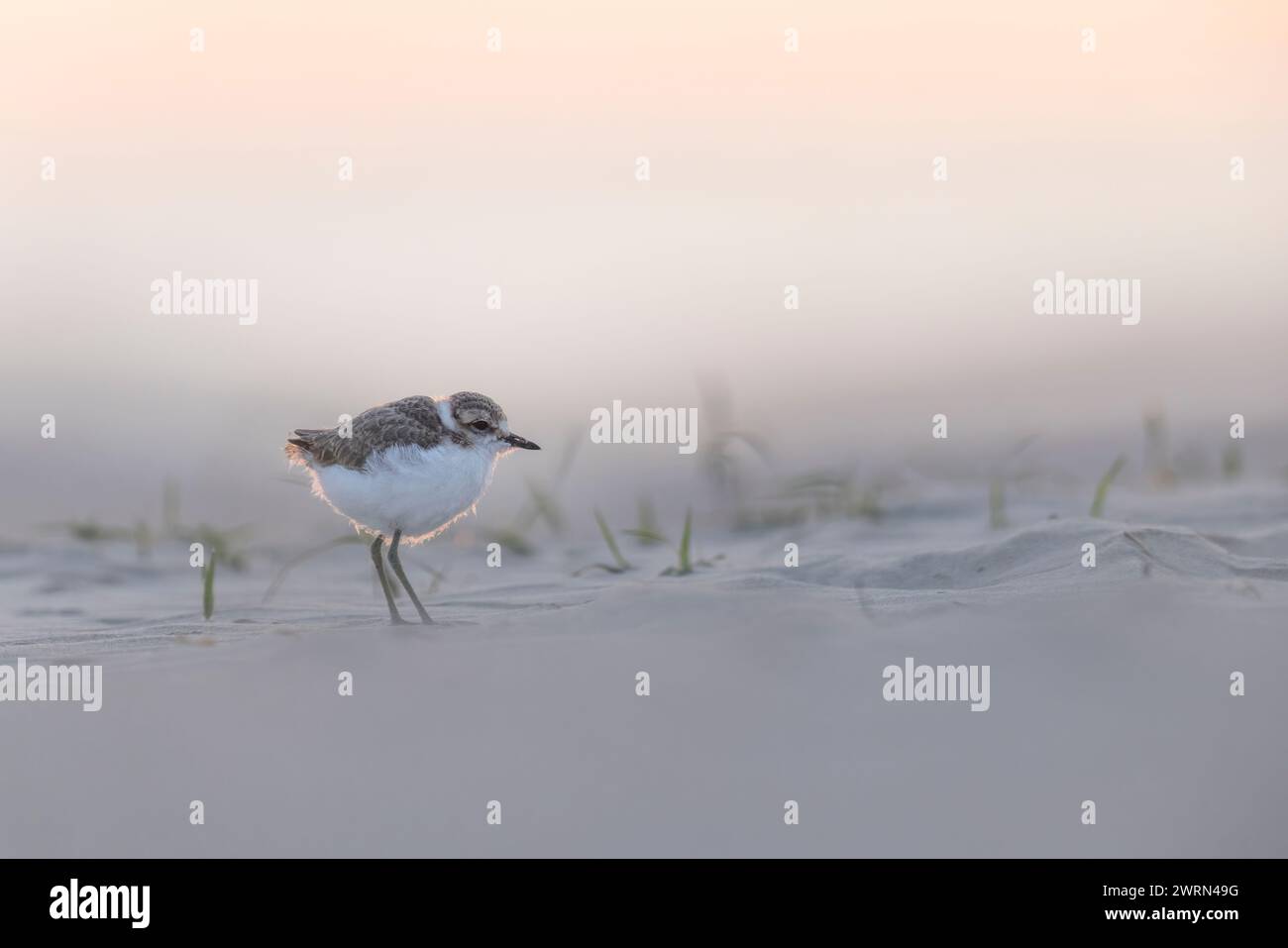 waders or shorebirds, kentish plover (Charadrius alexandrinus) on the ...
