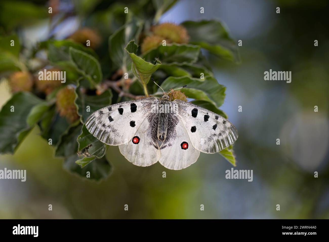Parnassius apollo butterfly, beautiful butterfly living at high ...