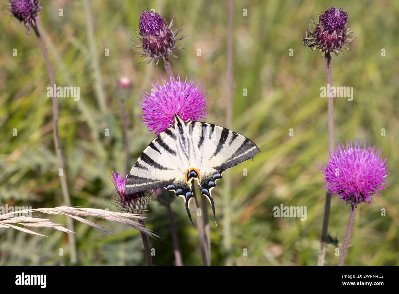 The scarce swallowtail (Iphiclides podalirius) butterfly belonging to ...