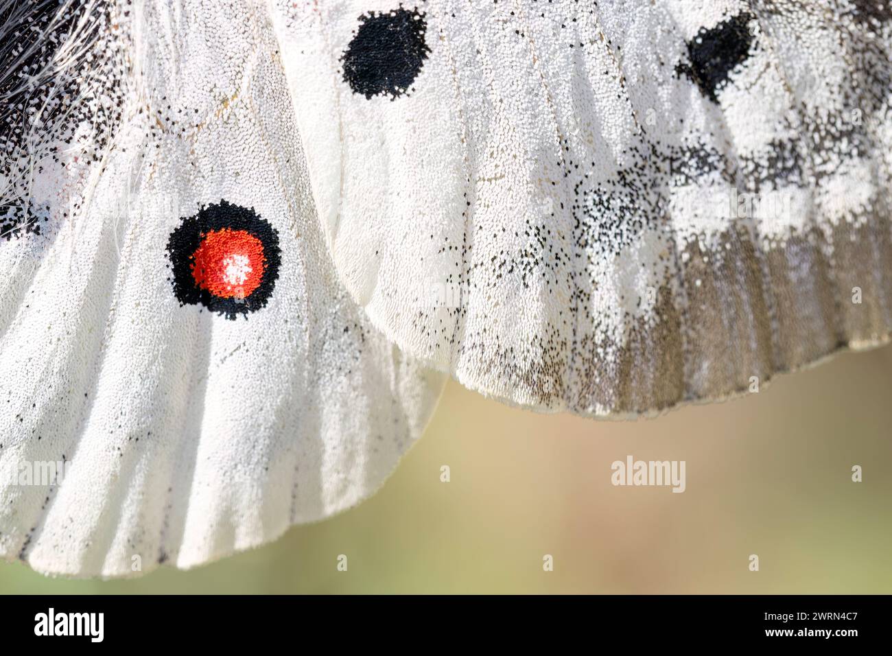 Details Parnassius apollo butterfly, beautiful butterfly living at high ...