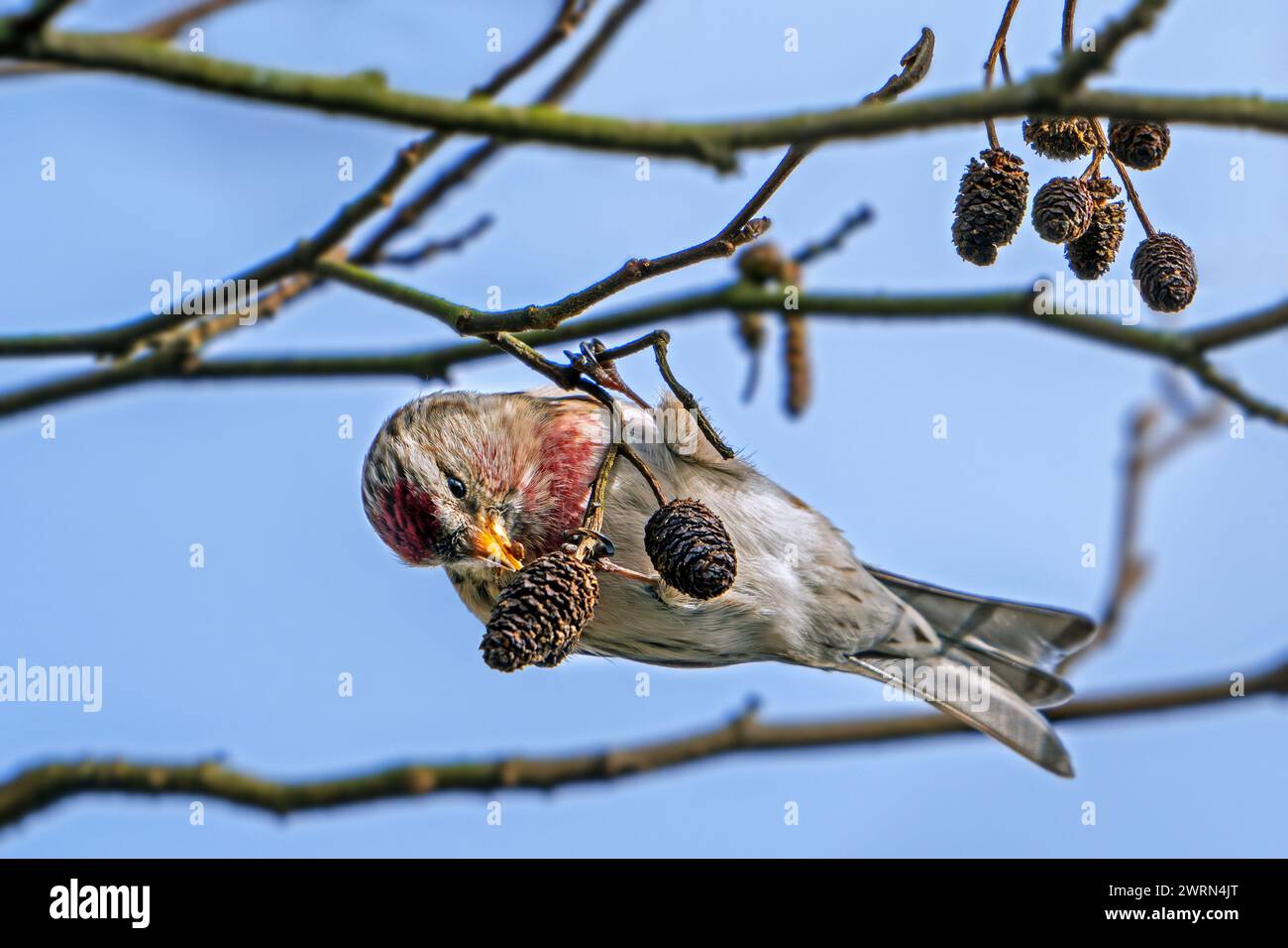 Common redpoll (Acanthis flammea) male eating seeds from catkins on ...