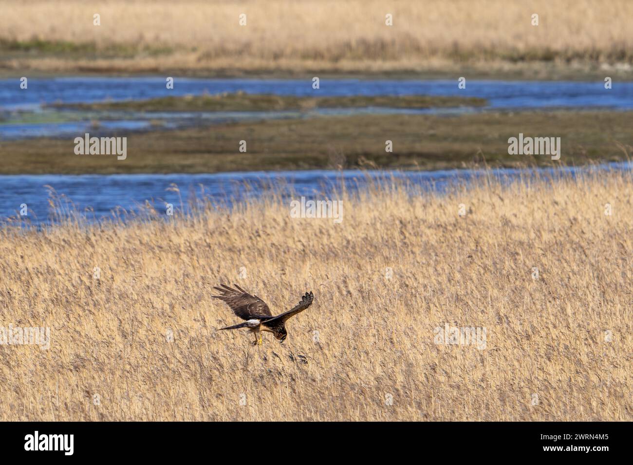 Hen harrier (Circus cyaneus) female flying over reed bed / reedbed ...
