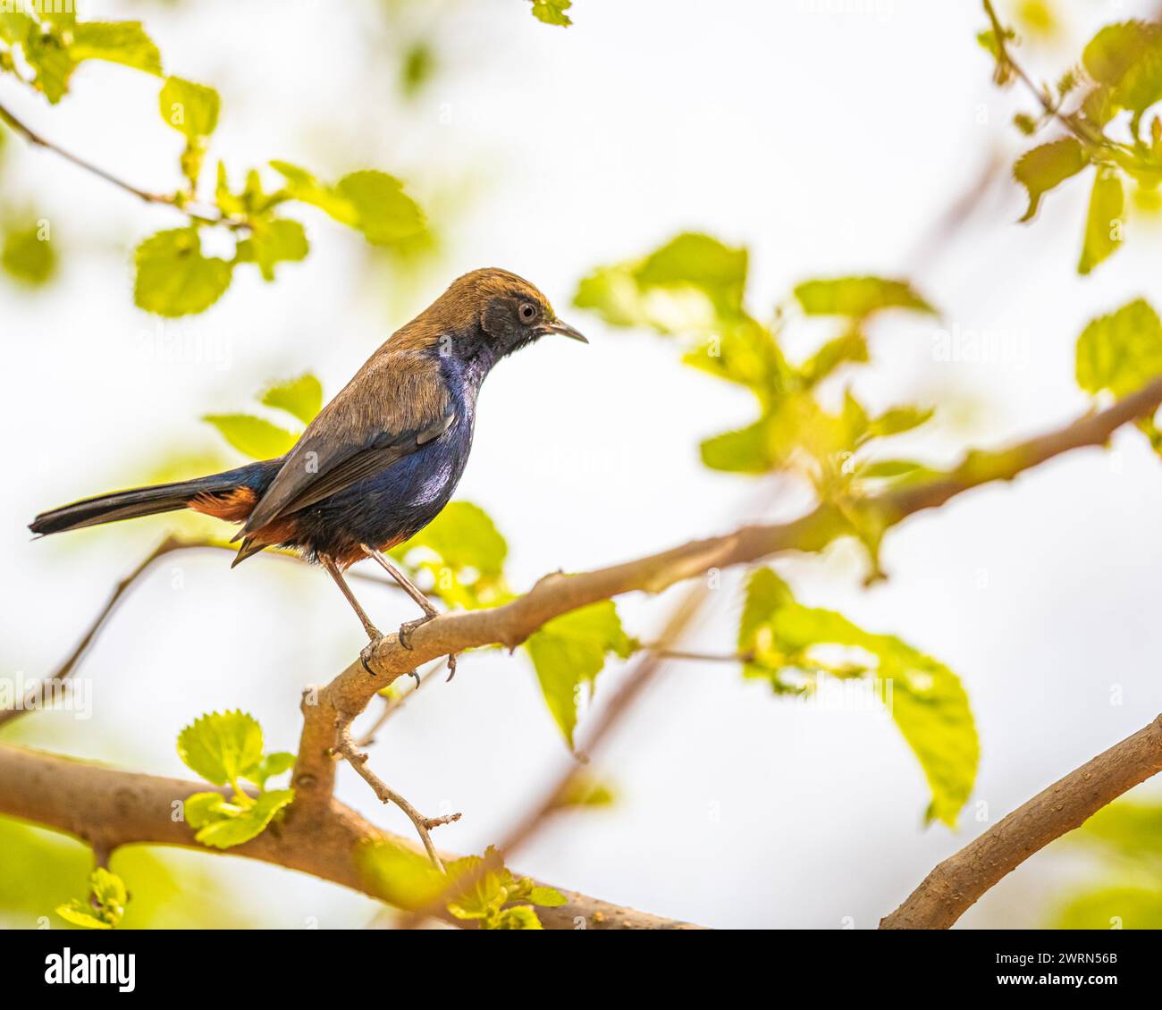 Indian robin outdoors hi-res stock photography and images - Alamy