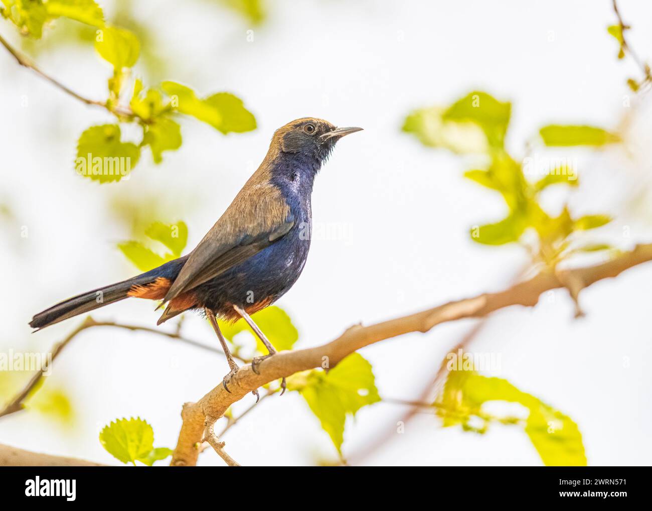 Indian robin on tree hi-res stock photography and images - Alamy