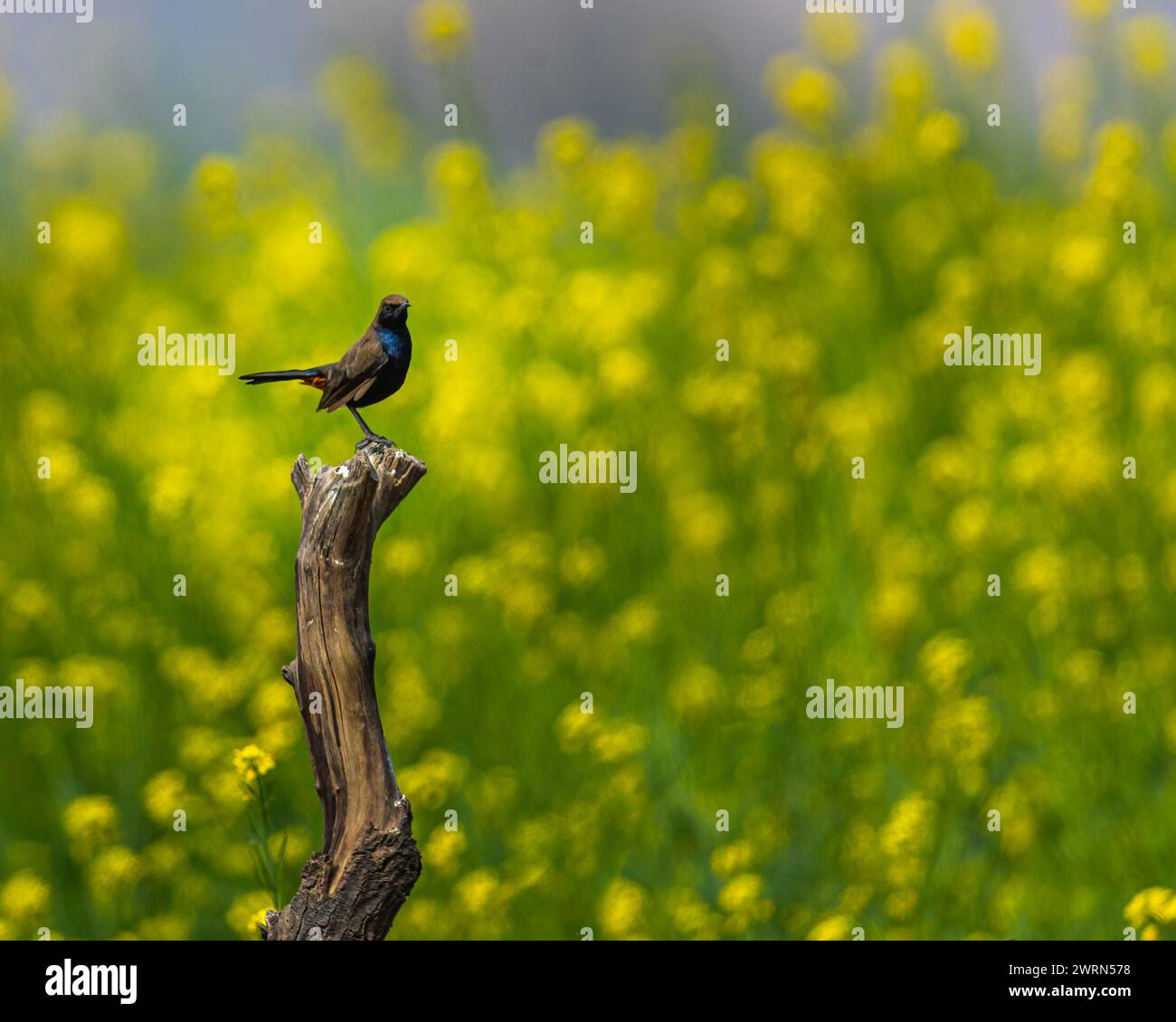 An Indian Robin in a mustard field Stock Photo - Alamy