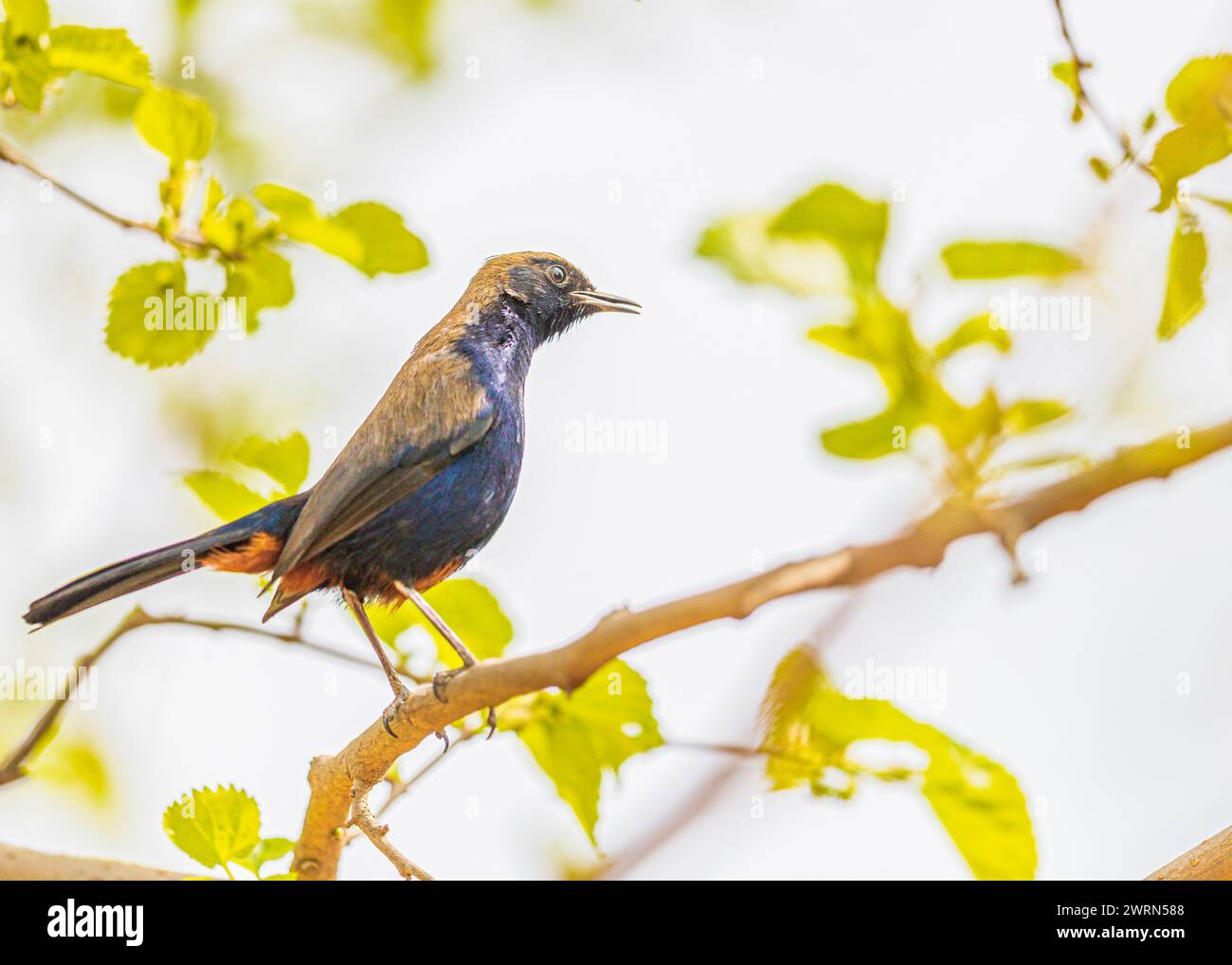 An Indian Robin looking towards sky Stock Photo - Alamy