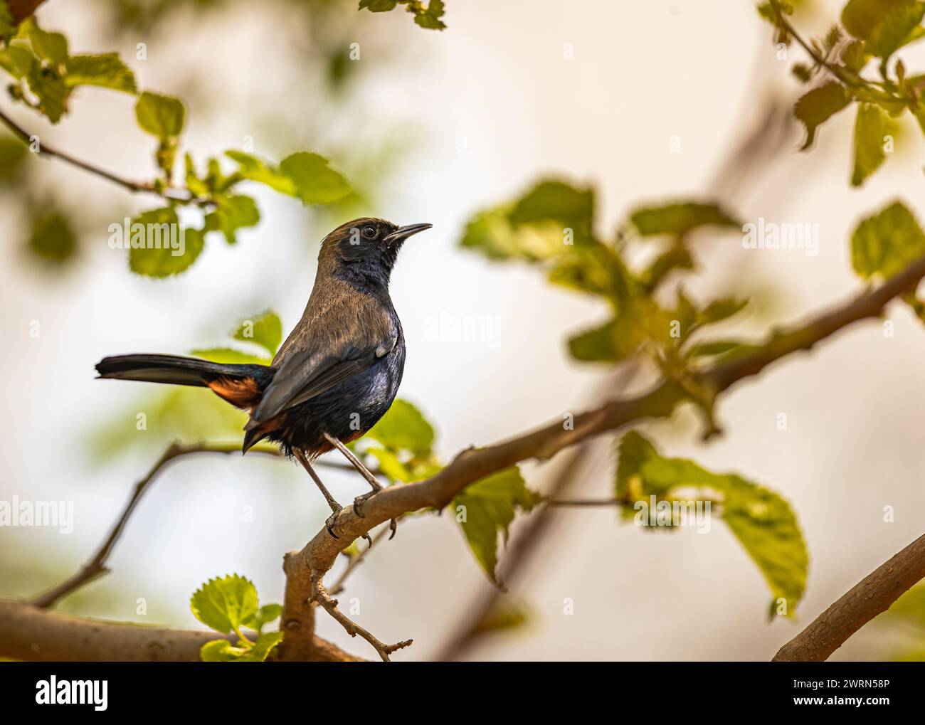 Indian robin outdoors hi-res stock photography and images - Alamy