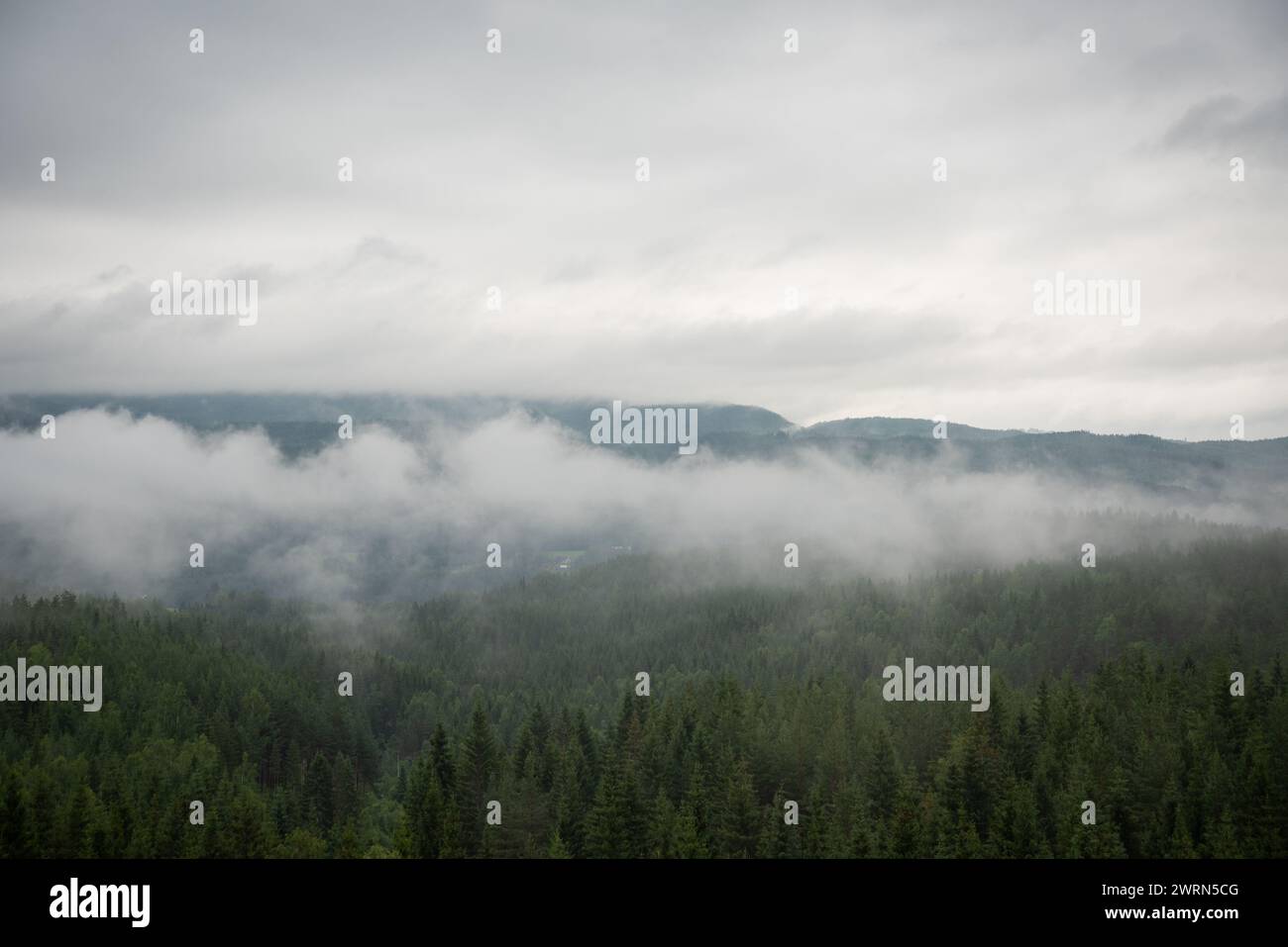 panoramic view of misty forest. far horizon Stock Photo - Alamy